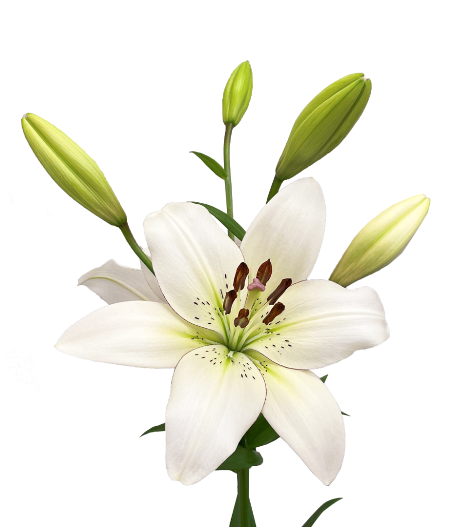 Collection - Dutch Lily Masters