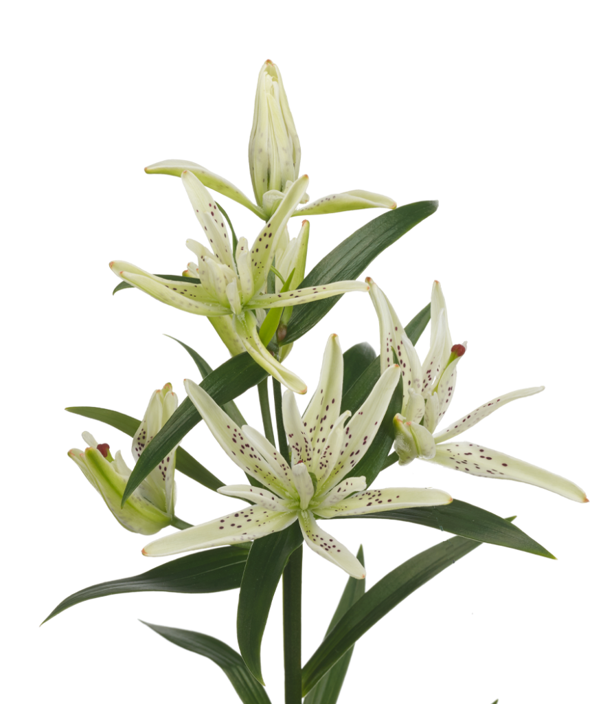 Collection - Dutch Lily Masters