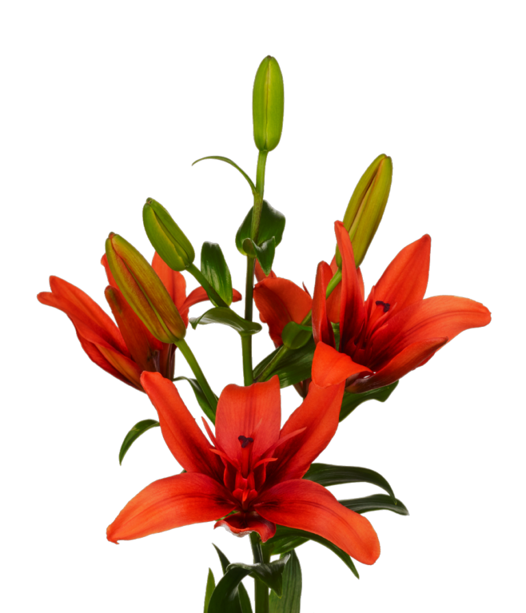 meet_our_youngest_generation - Dutch Lily Masters